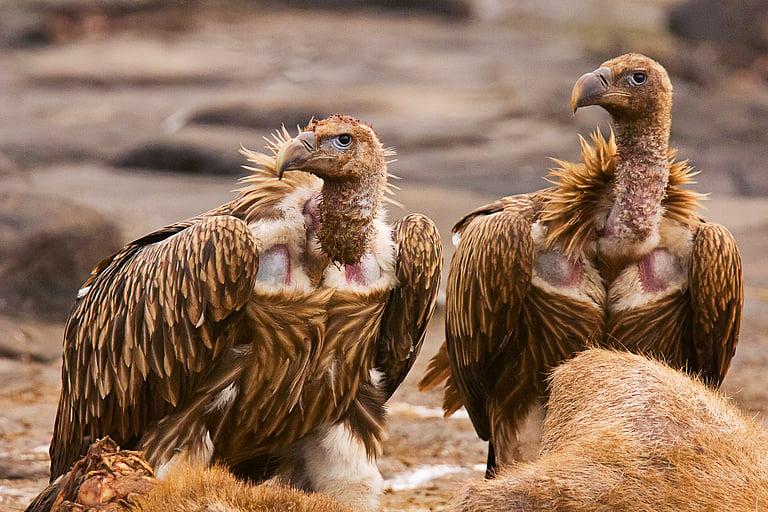 WWF-India Launches Vulture Count 2024 to Track Endangered Species and ...