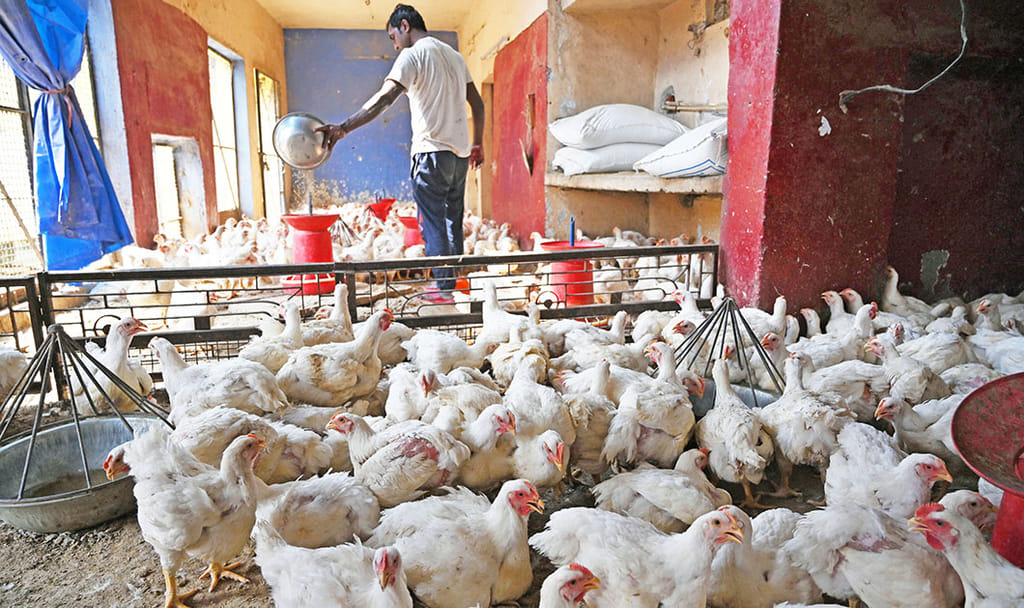 How Sneha Farms and JFL Are Leading the Way in Antibiotic-Free Poultry ...