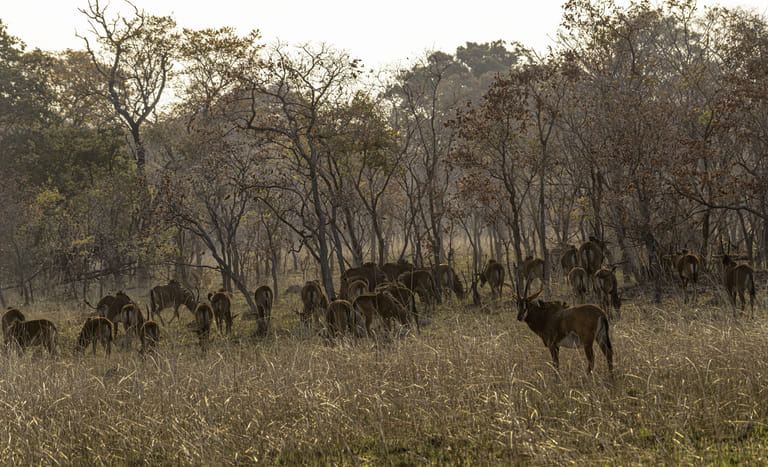FAO and Italy Launch Projects to Protect Miombo Forest and Boost Trade ...