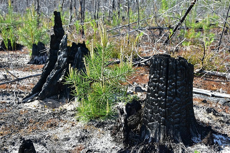 Forests destroyed by wildfires emit carbon long after the flames die ...