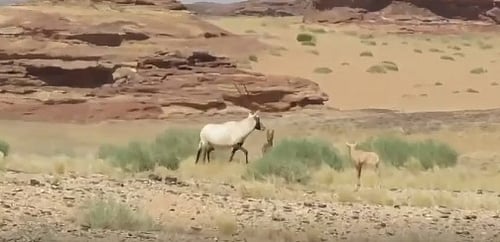 Dhib! As bad press from Bahraich threatens imperiled Indian wolf, video ...