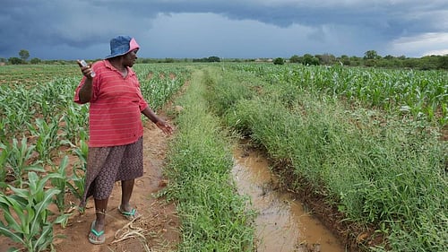 Rainwater Harvesting Transforms Zimbabwean Farming Amid Climate Challenges