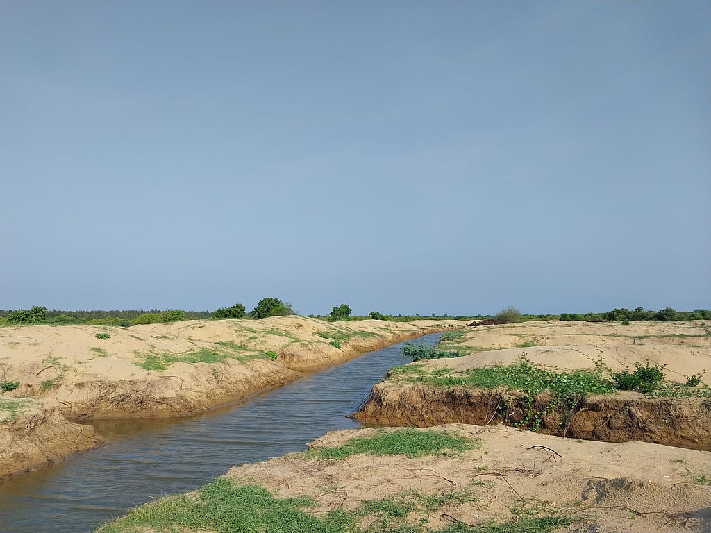 Restoring Mangroves in Tirupati: A Step Towards Climate Resilience