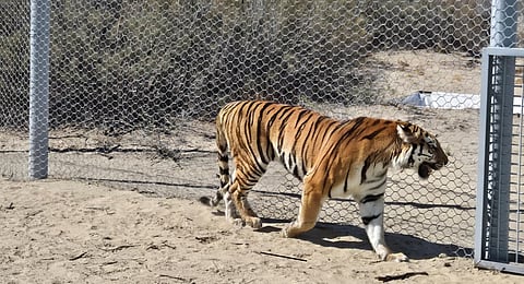 Bihar's Kaimur to Become Second Tiger Reserve with Central Approval