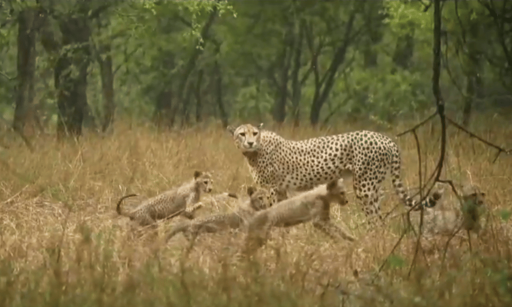 Wildlife Activist Calls for Probe into Alleged Irregularities in Kuno’s ...