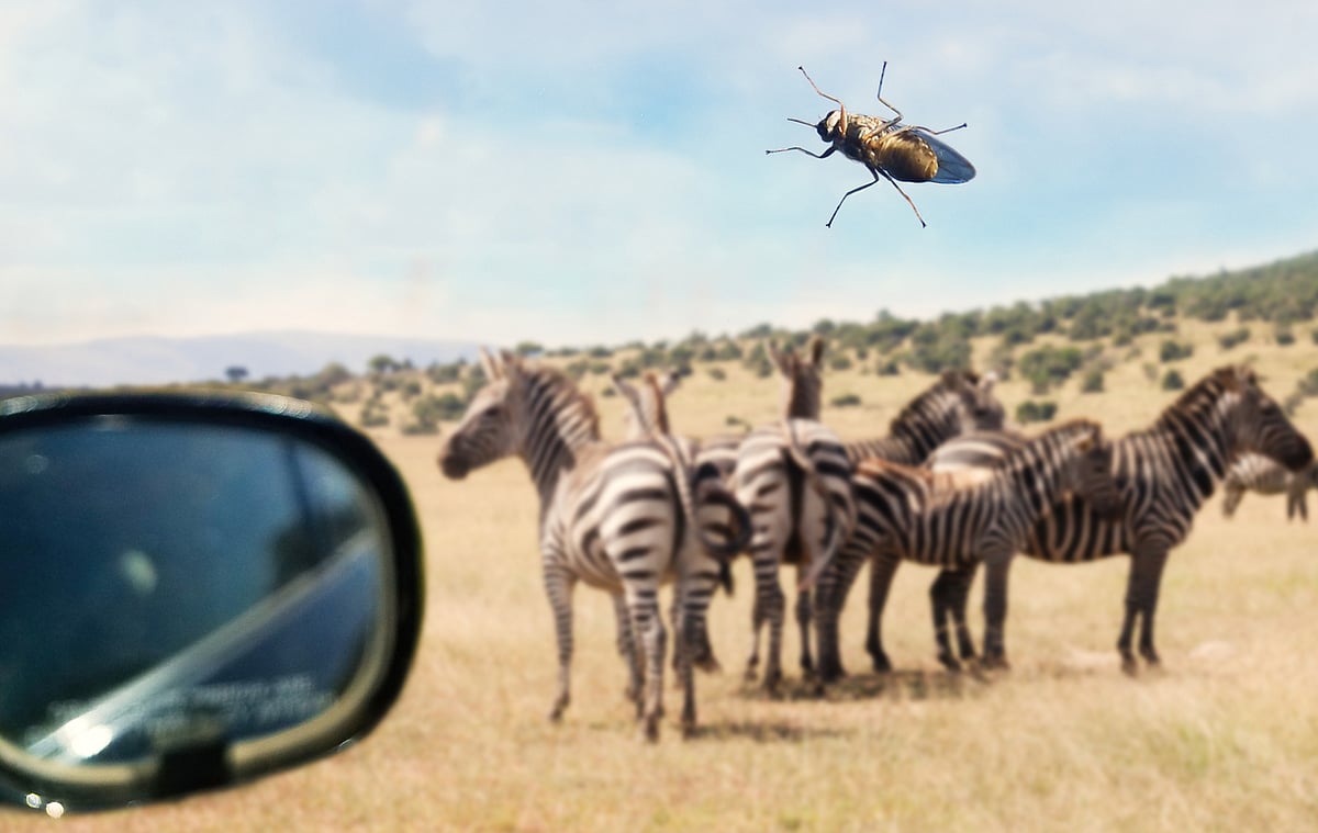 FAO Atlas Confirms Tsetse Fly Presence in 34 African Countries