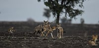 Endangered Indian Grey Wolf Gives Birth to 8 Pups in Karnataka Sanctuary