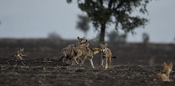 Endangered Indian Grey Wolf Gives Birth to 8 Pups in Karnataka Sanctuary