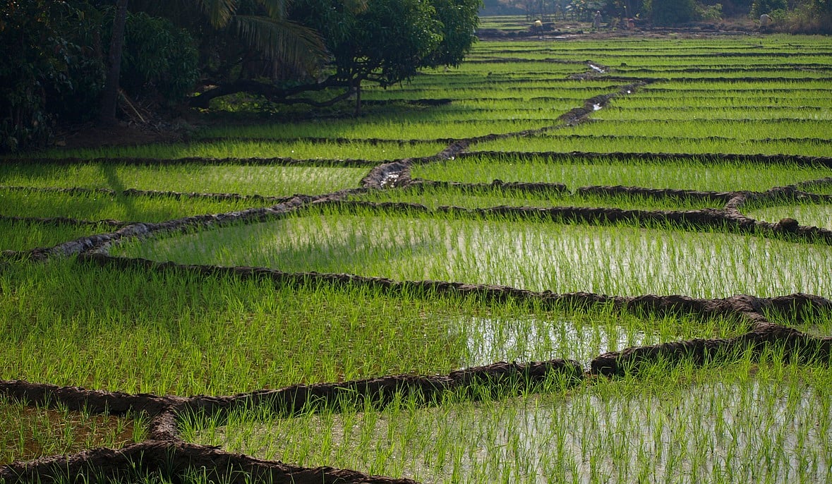 Spatial Climate Effects on Rice Farming in India: New Study Reveals Key ...