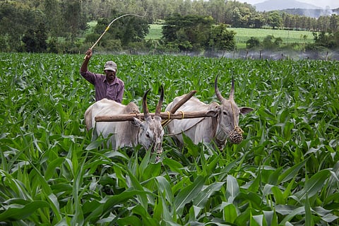 Water-Soluble Fertilisers Boost Maize Fodder Yield and Quality
