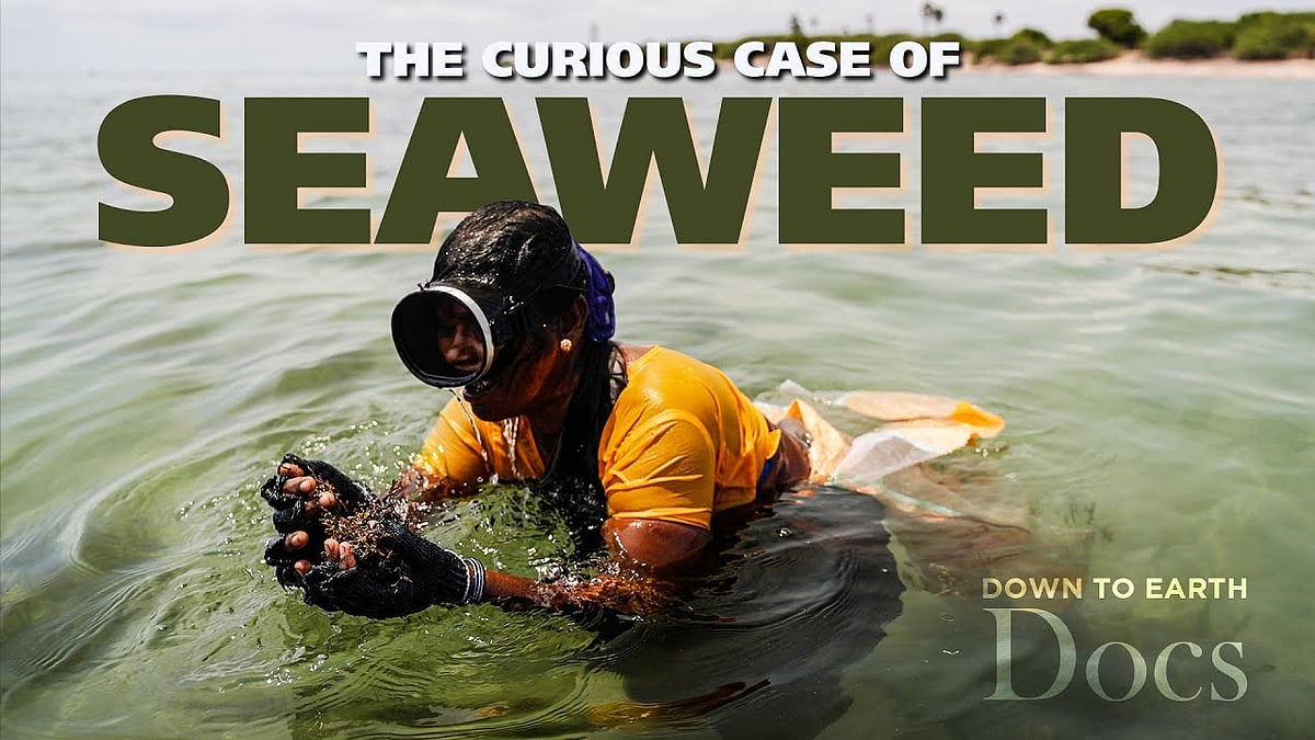 Why is India Promoting Invasive Seaweed Kappaphycus Alvarezii? | DTE Docs