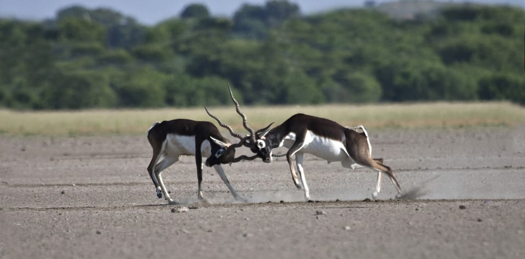 Understanding Guru Jambeshwar’s Principles: The Bishnoi, Blackbuck, and ...
