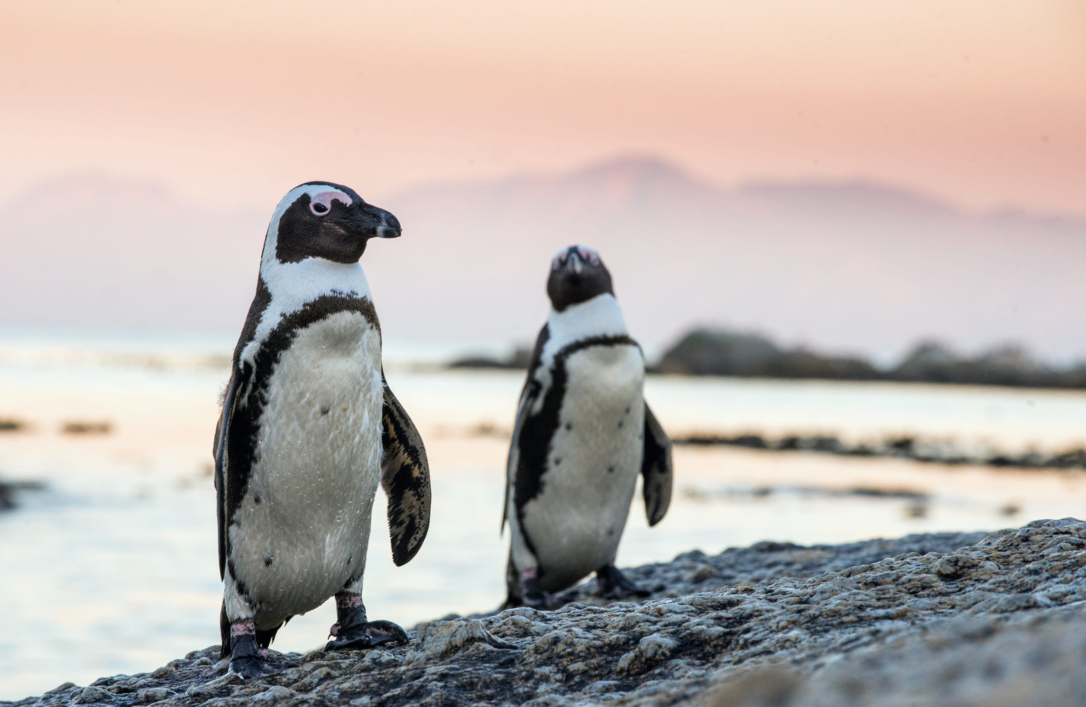 African Penguin Eggs Four Penguin Chicks Hatch At The Aquarium New