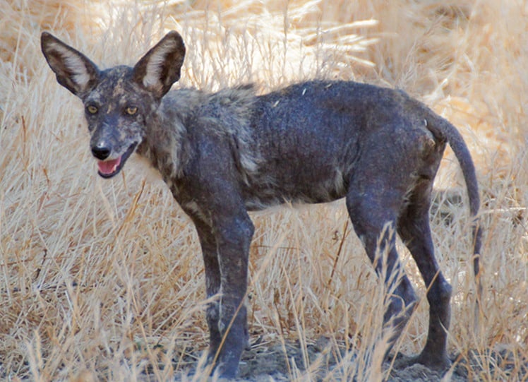 Coyote With Mange