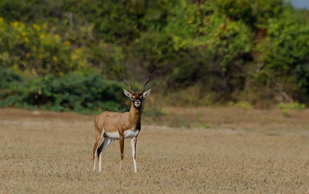 Exploring the Blackbuck's Role in Ancient Tamil Sangam Literature