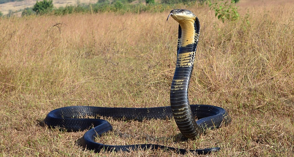What is the Biggest Snake in the World? List of the 7 Largest Snakes in ...