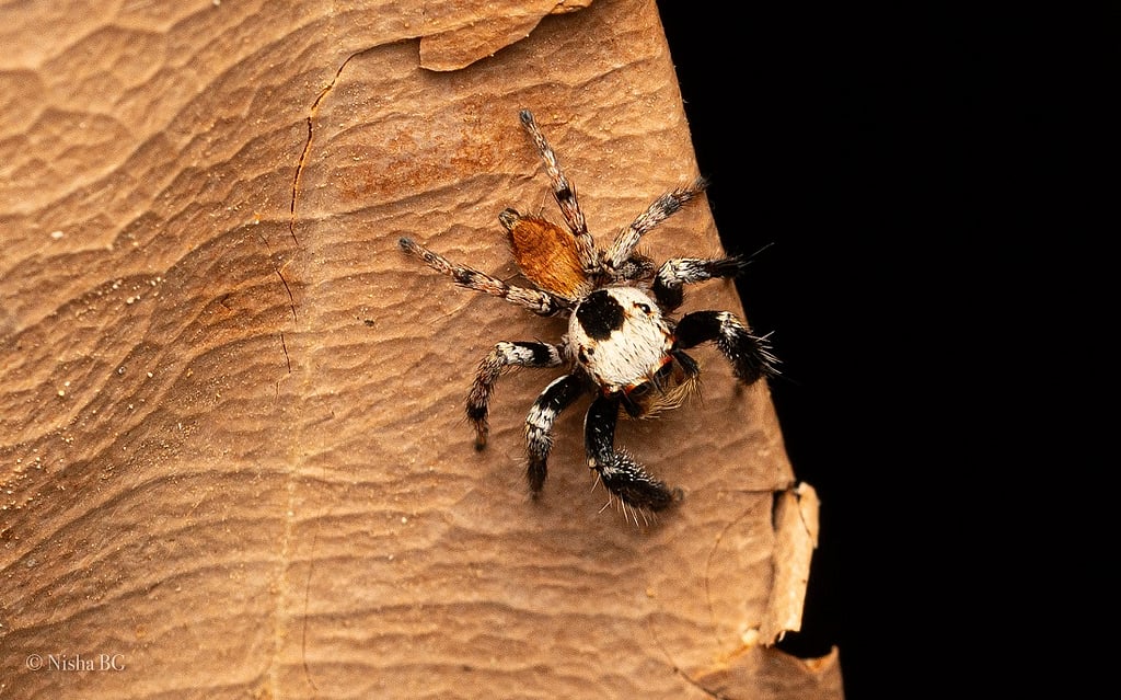 New Jumping Spider Species Discovered in Karnataka Forests