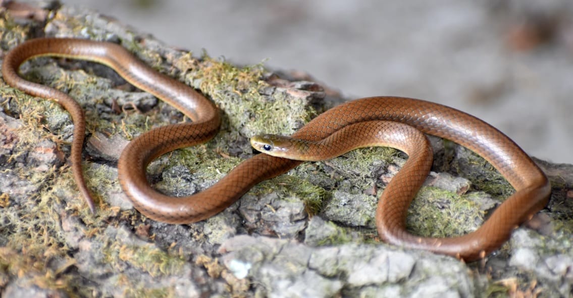 Snake