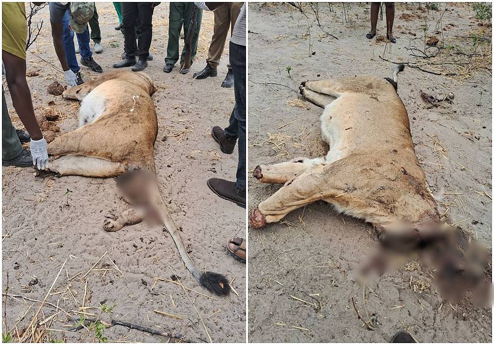 Zimbabwe Probes Lion Poaching in Hwange National Park After Carcasses Found