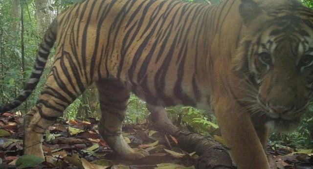 Sumatran Tigers at Risk: New Study Unveils Poaching Threats in ...