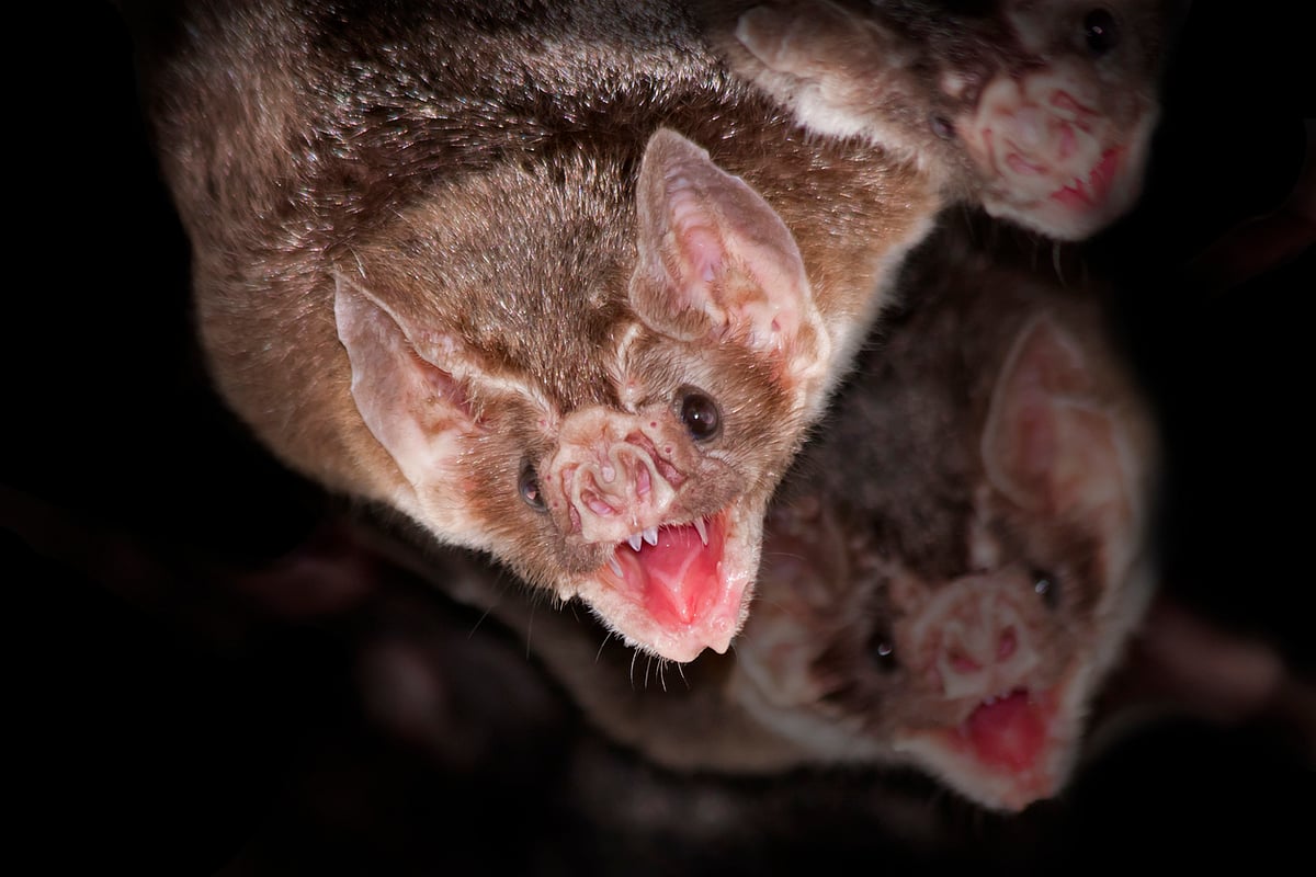 Unveiling Vampire Bats: Friendships, Adaptations, and Their Impact on ...