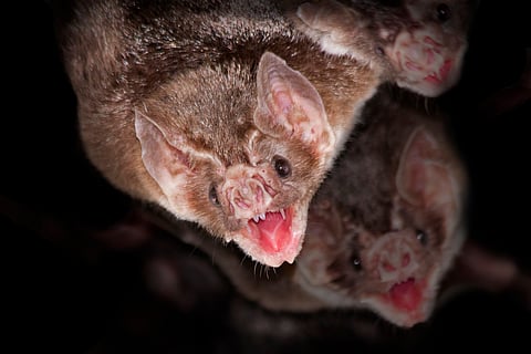 Unveiling Vampire Bats: Friendships, Adaptations, and Their Impact on ...