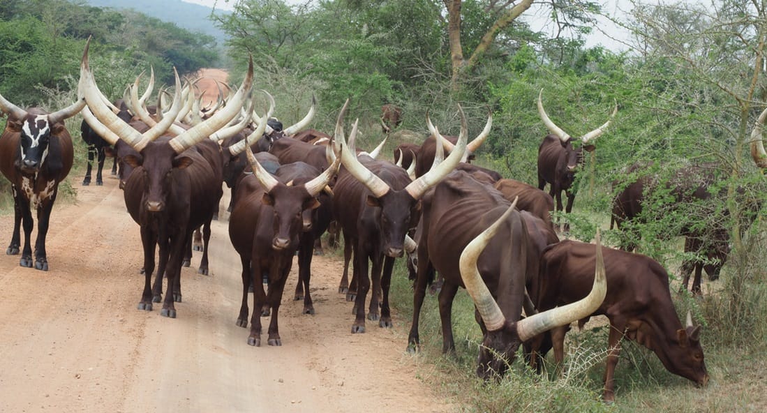 COP16 Advocates for Indigenous Livestock in Global Biodiversity Framework