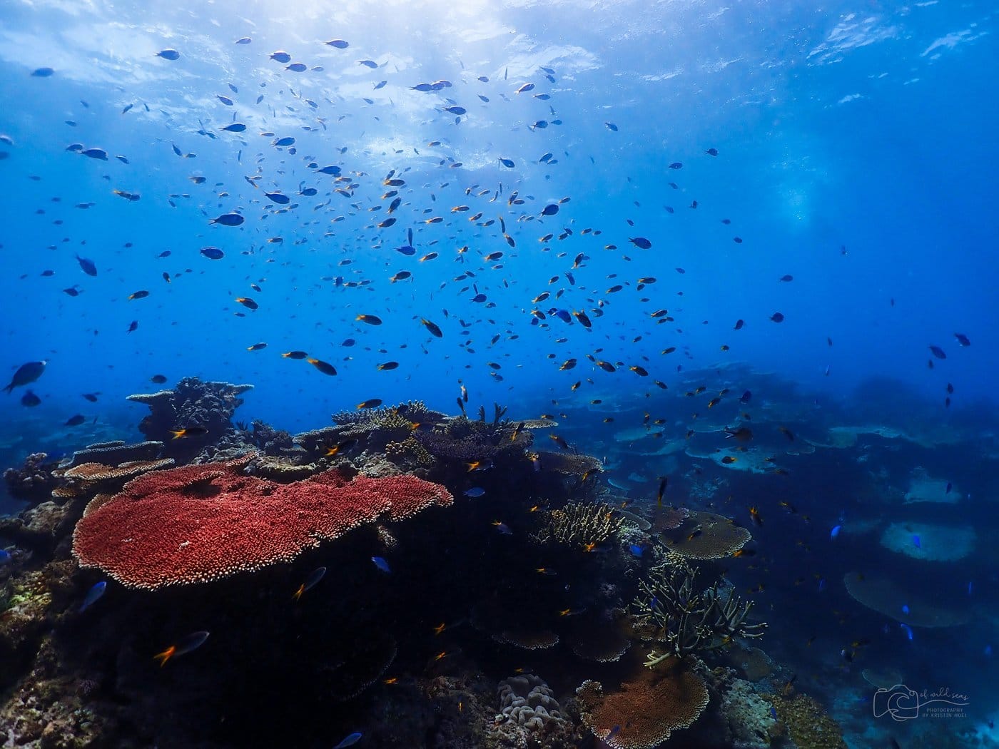 Australia's Reef Fish Face Extinction Due to Climate Change: Adapt or ...