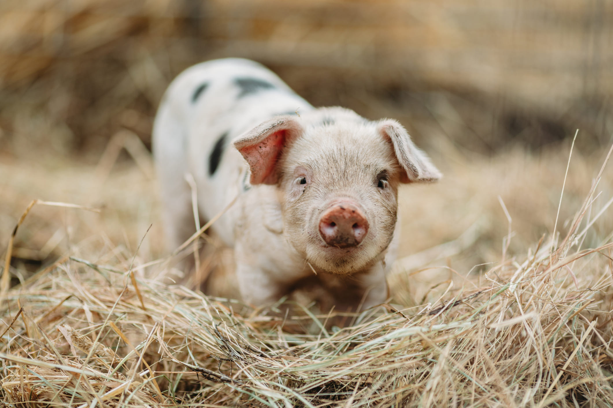 Bird Flu Detected in Oregon Pig: New Concerns Over Species Transmission