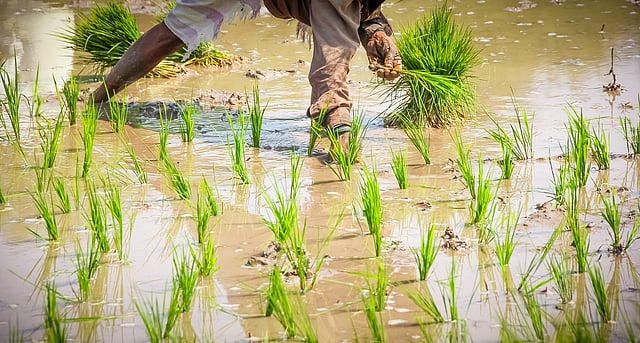 India's 2024-25 Kharif Output Hits Record 164.7 Million Tonnes; Rice ...