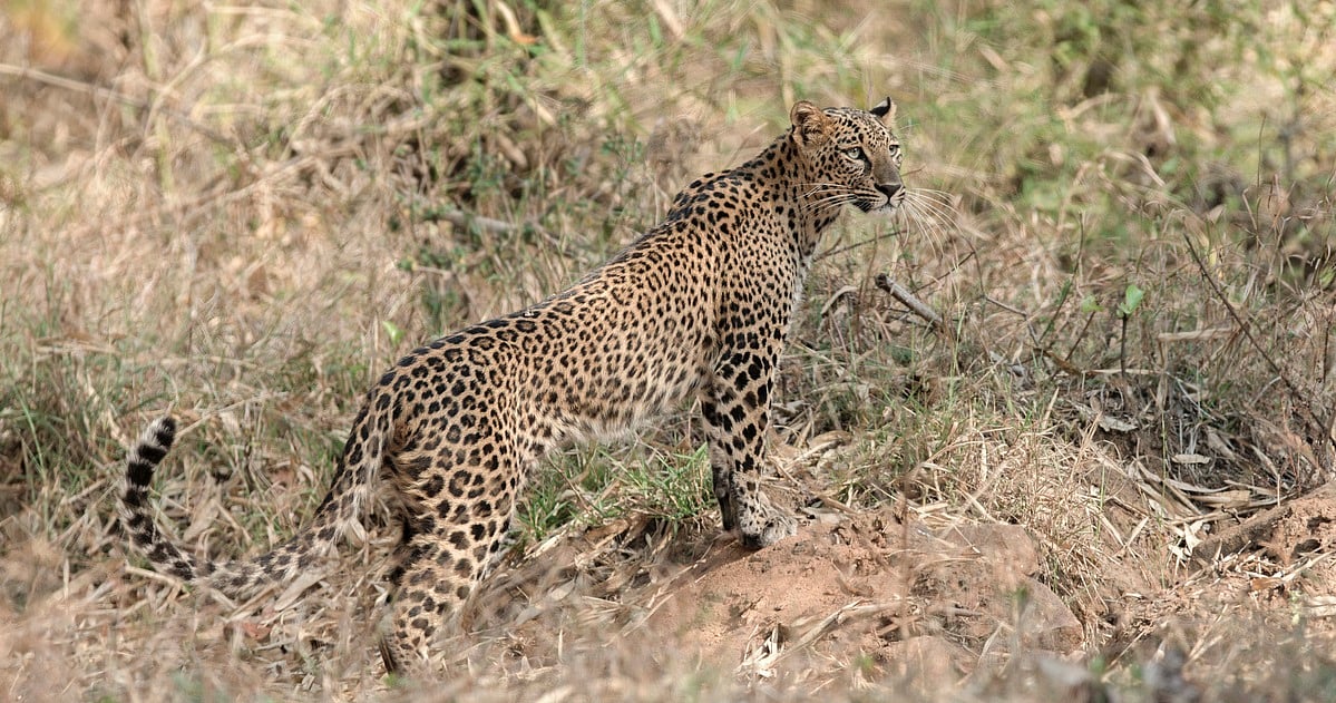 Leopard Attacks in Pune: Politicians Vow Solutions Amid Rising Human ...