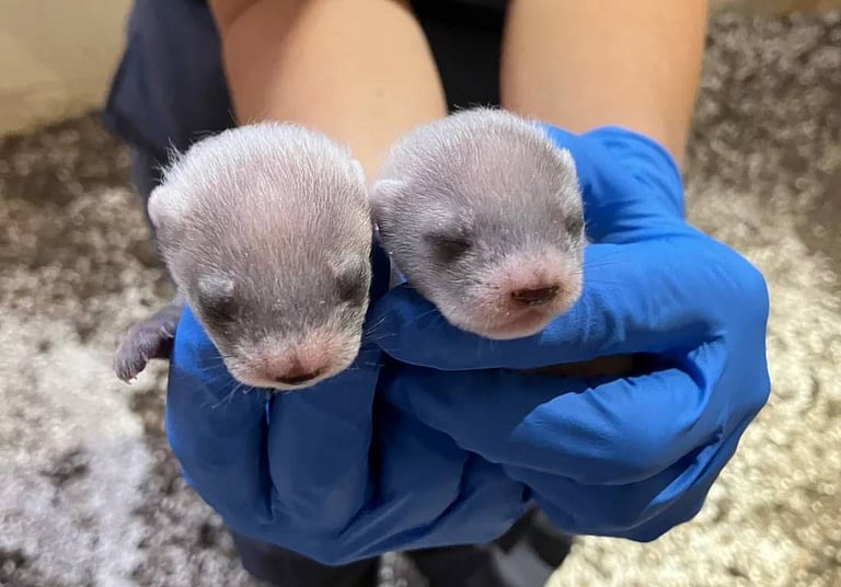 Cloned Black-Footed Ferret Successfully Gives Birth, Boosting ...
