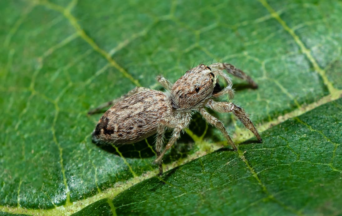 New Jumping Spider Species Discovered in Pune by Post-Graduate Student