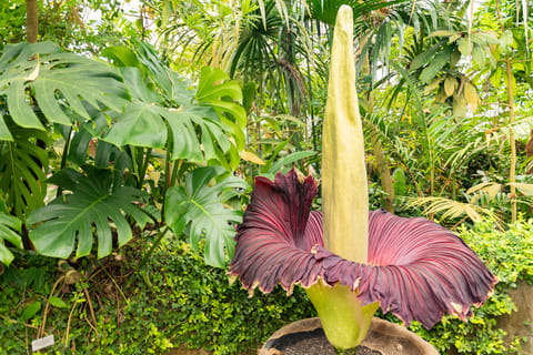Rare Titan Arum Flower with Dead Body Smell Blooms in Australia