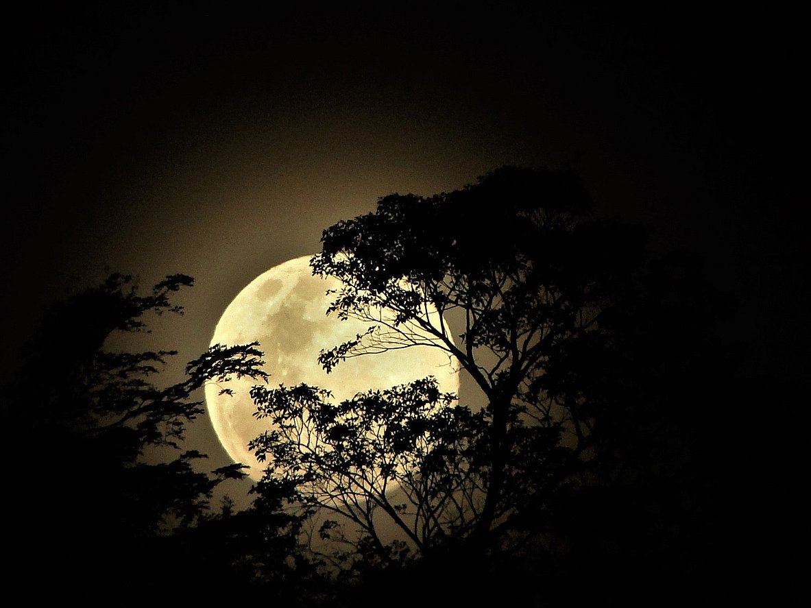 How Moonlight Influences the Behavior of Five Unique Animal Species