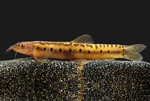 New Freshwater Fish Genus 'Koima' Discovered in Western Ghats