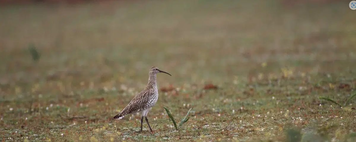 The Slender-billed Curlew, a shorebird occurring from western Siberia ...