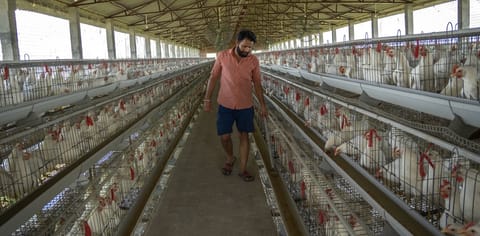 First Severe Case of H5N1 Avian Flu Confirmed in US from Backyard Poultry
