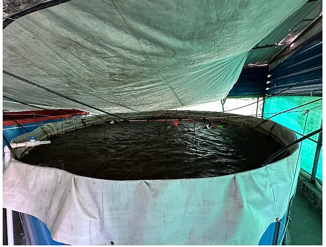 WAAW 2024: Innovations in Aquaculture Boost Production and Prevent ...