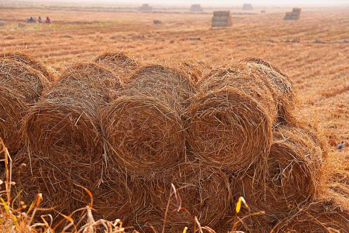 Innovative Technologies to Turn Paddy Straw into Profit and Reduce ...