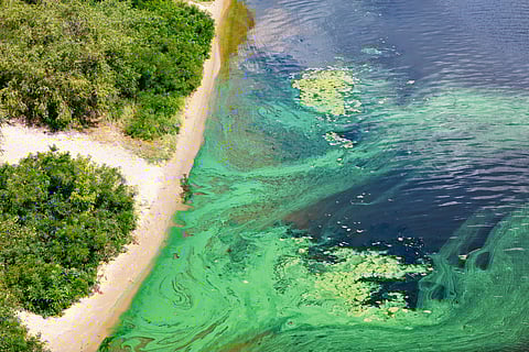 Drought in Southern Africa Causes Massive Ocean Algae Bloom Near Madagascar