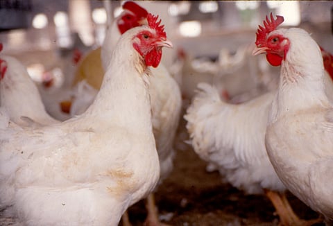 Backyard Poultry Boost: Combat AMR with Sustainable Farming in India