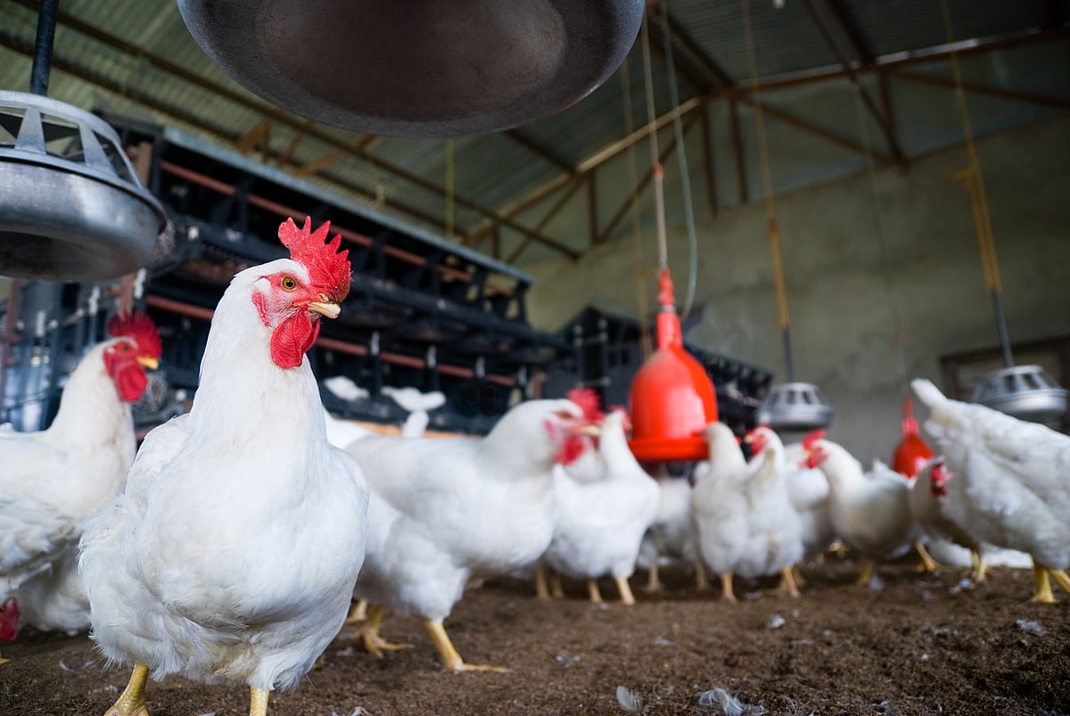 FSSAI Bans Antibiotics in Food Animal Production: New Regulations Take ...