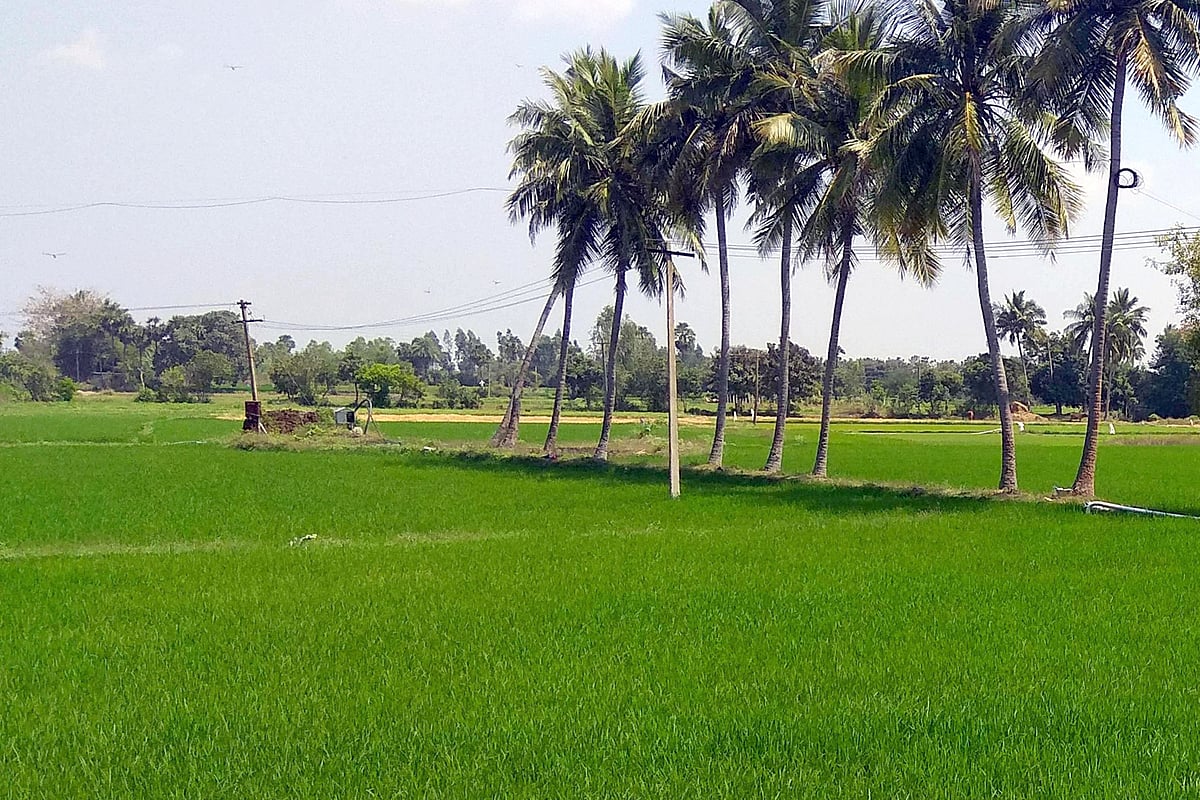 Coconut Cultivation Booms in Cauvery Delta: Farmers Seek Better Market ...