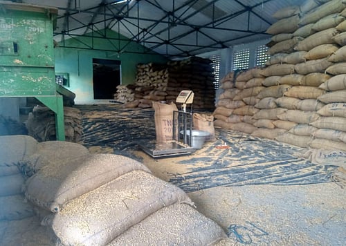 Challenges and Triumphs of Paddy Farmers in the Cauvery Delta