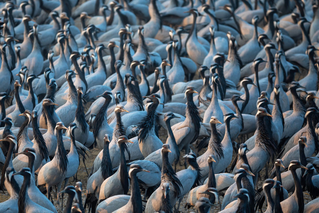 Demoiselle Crane's Record-Breaking Flight Route Sparks Curiosity Amid ...