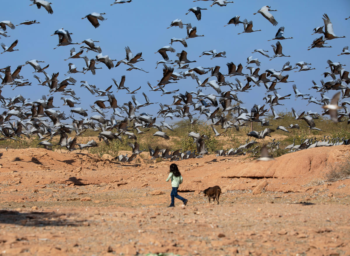 Demoiselle Crane's Record-Breaking Flight Route Sparks Curiosity Amid ...