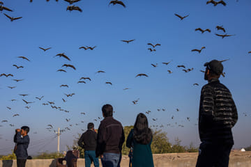 Demoiselle Crane's Record-Breaking Flight Route Sparks Curiosity Amid ...