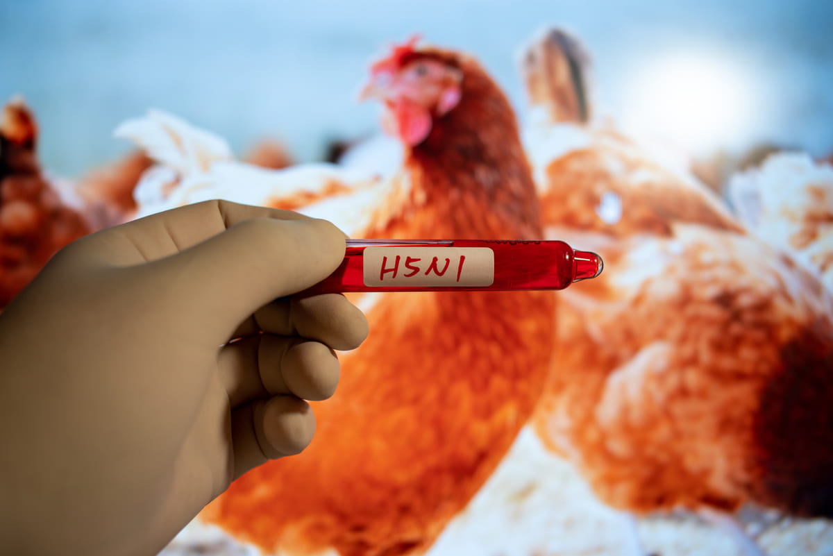 New A(H5N1) Avian Flu Strain Shows Higher Airborne Transmission, Study ...