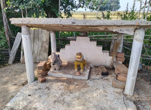 Preserving India's Sacred Groves: A Key to Climate Goals and ...